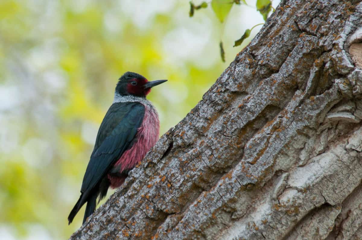 The Forest Engineers: Woodpeckers and their Role in Healthy Forests ...