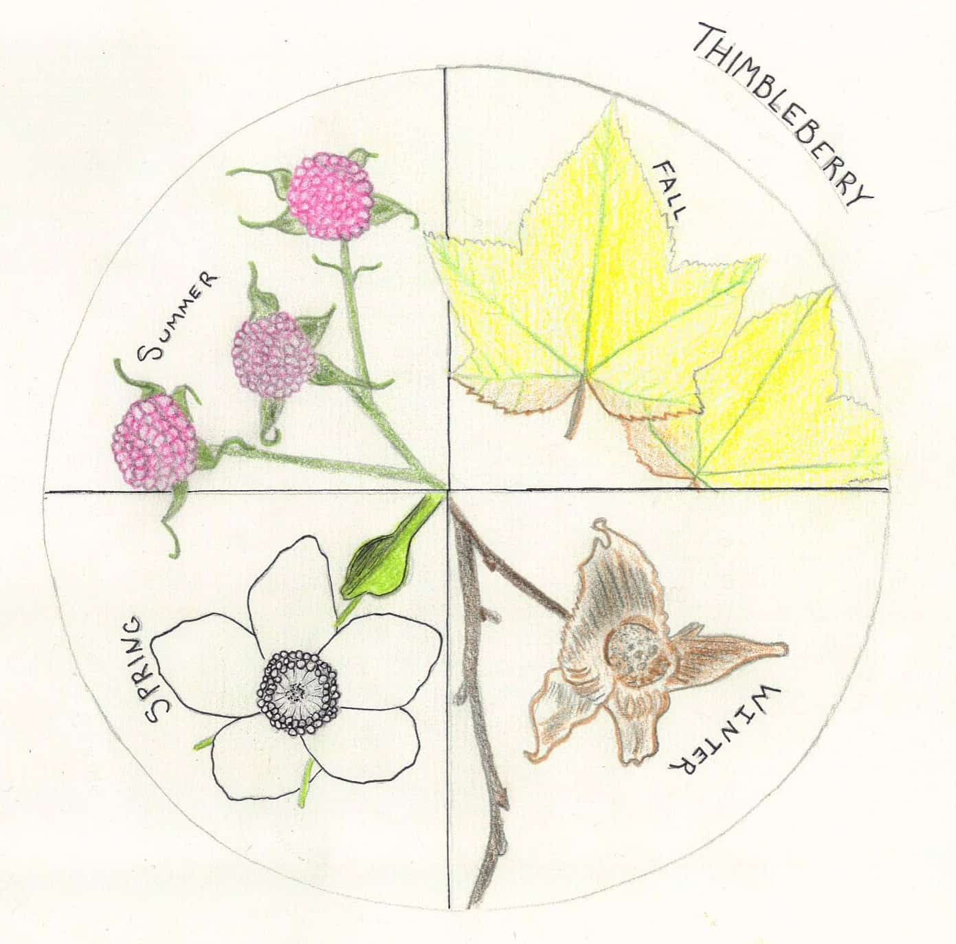 Harvesting Native Edible Berries of the North Cascades - North Cascades ...