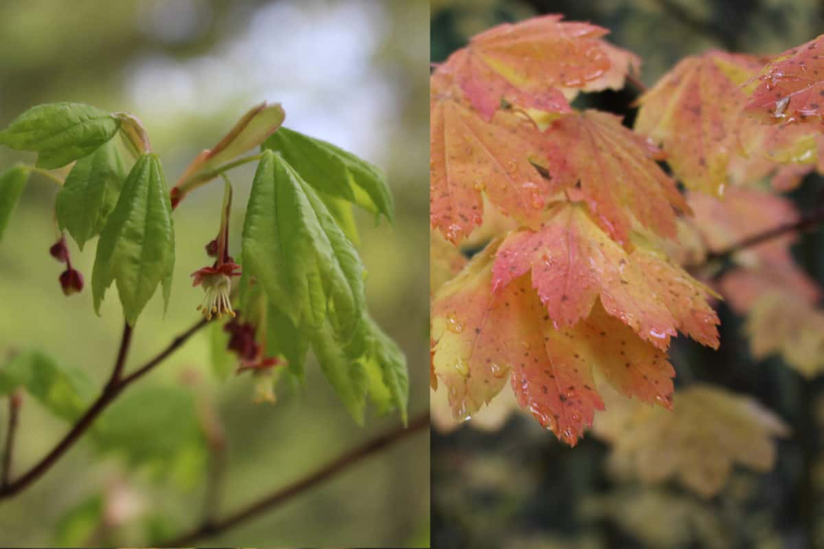 Why Phenology Matters - North Cascades Institute
