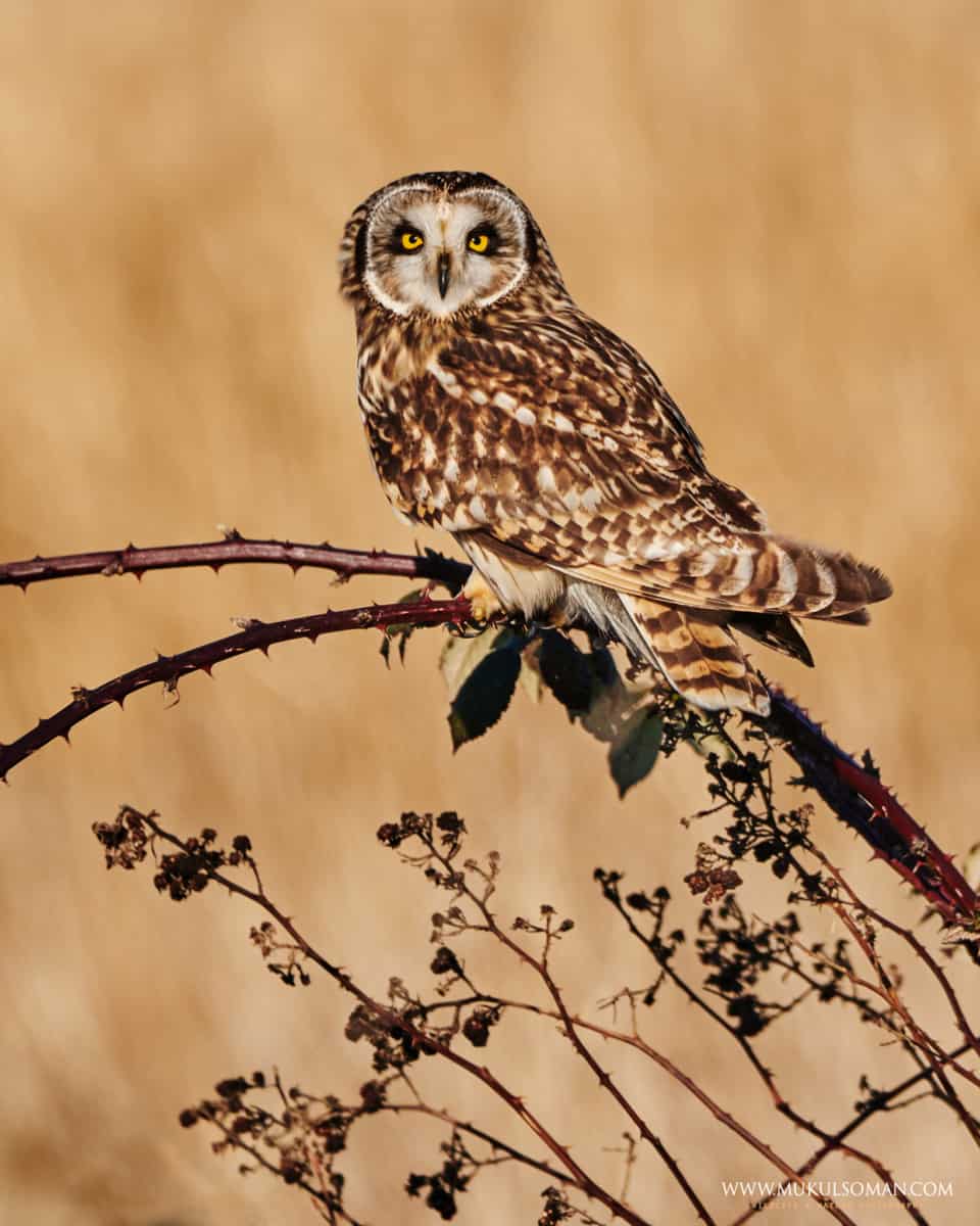 Raptors of the Samish Flats: The Photography of Mukul Soman - North ...