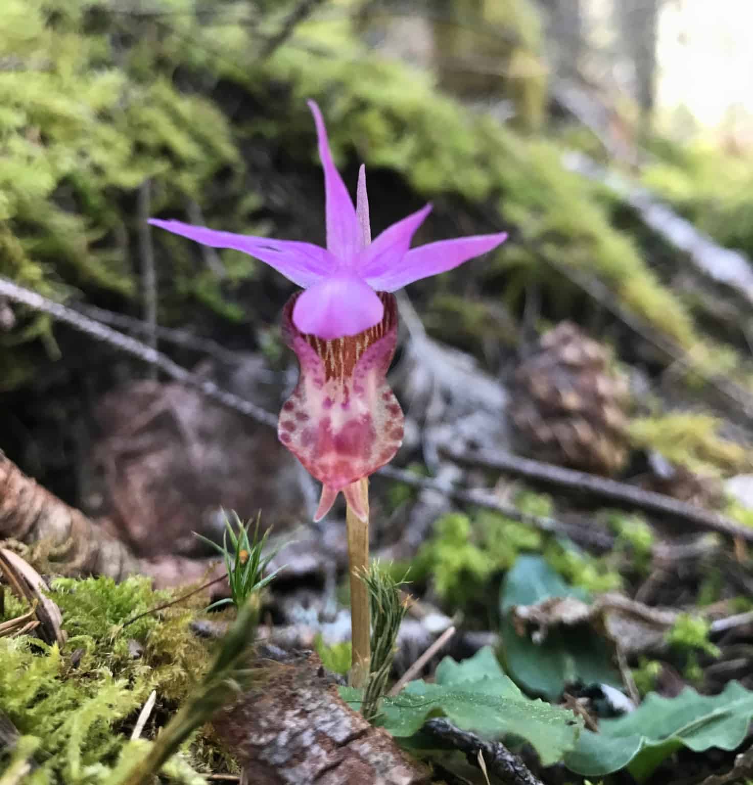 A Guide to Spring Blooms in Cascadia - North Cascades Institute