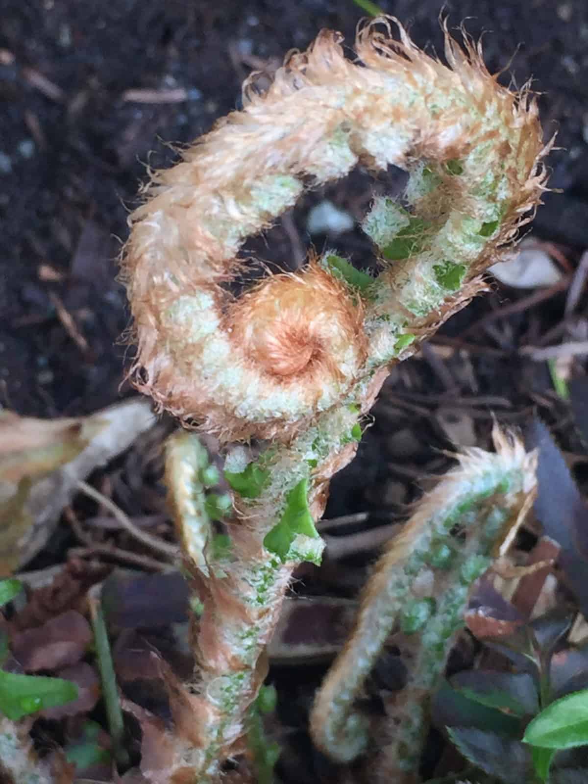 A Guide to Spring Blooms in Cascadia - North Cascades Institute