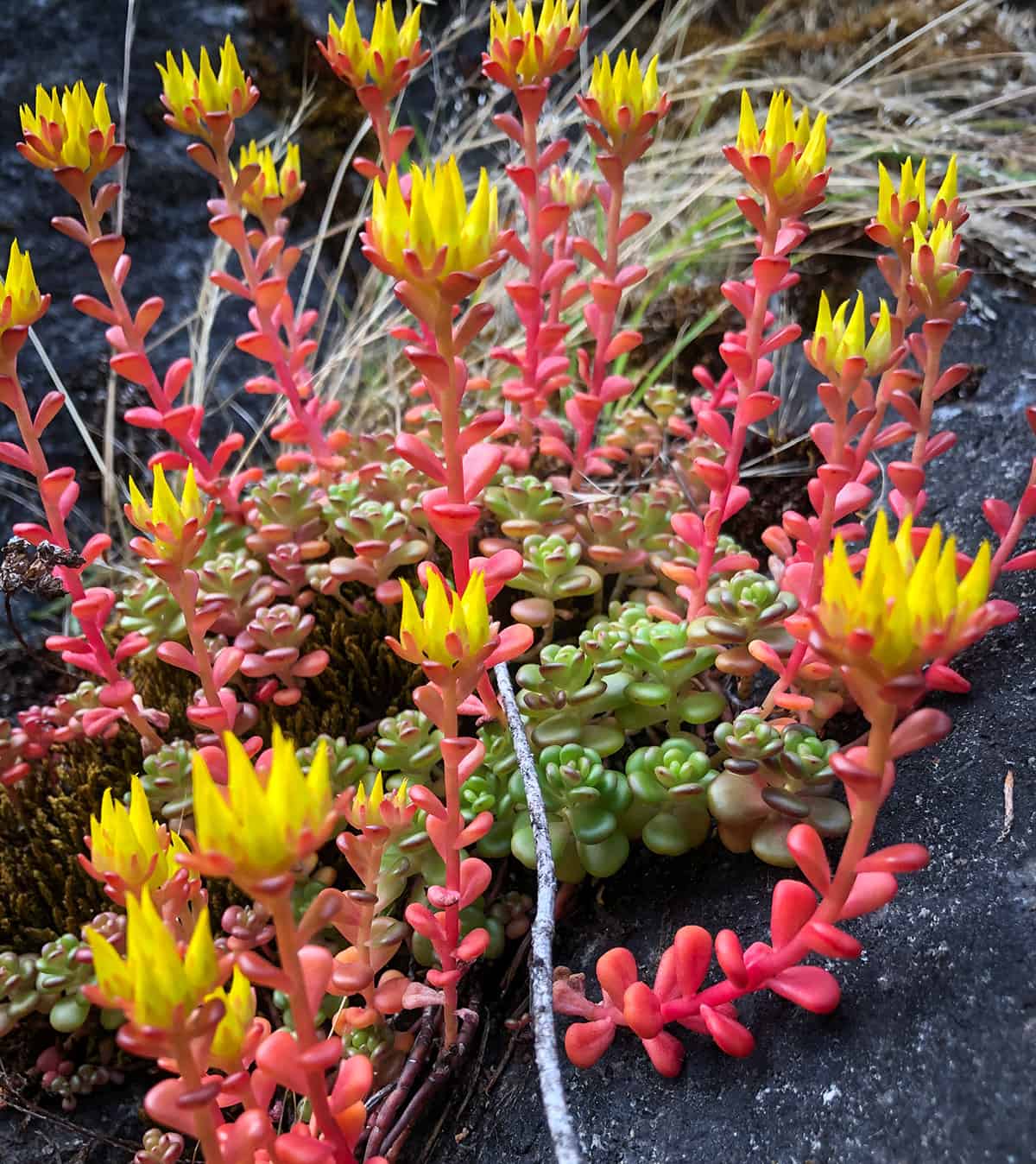 July 2020 Photo Round-Up! - North Cascades Institute