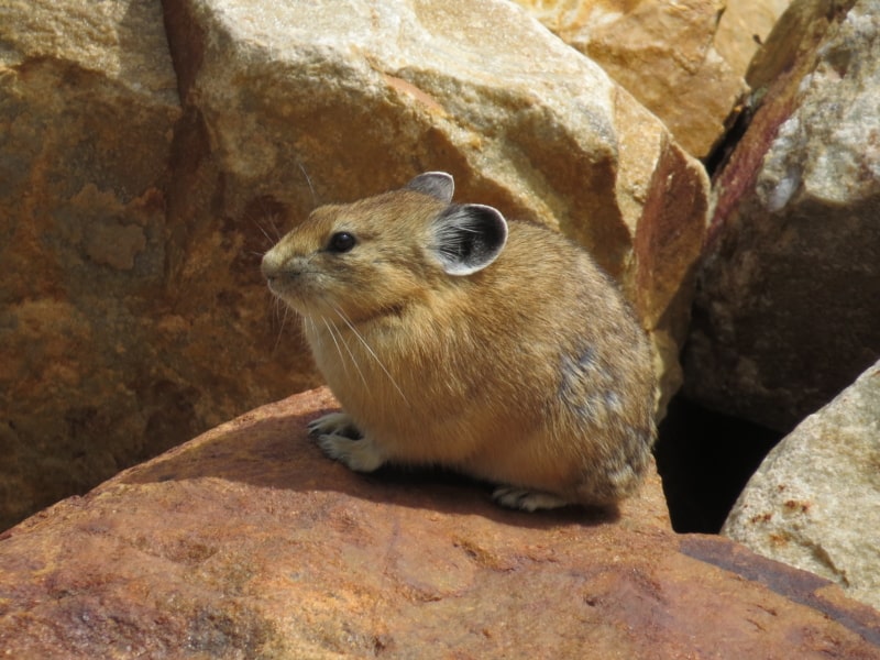 “Buying Time for Pikas” by Thor Hanson - North Cascades Institute