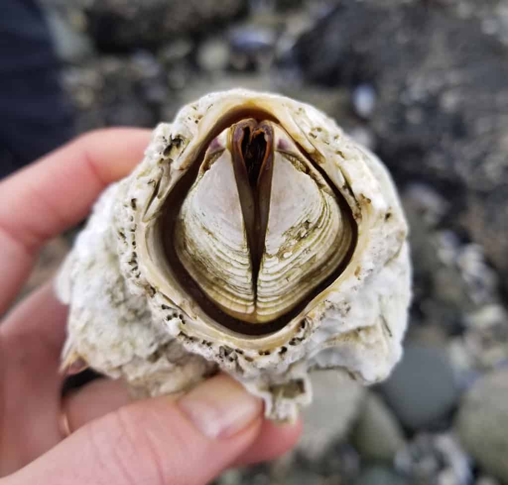 Spring 2022 Photo Round-Up! - North Cascades Institute