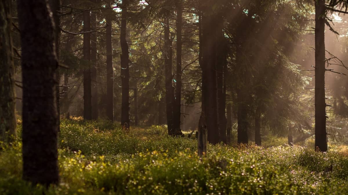 The Power of Trees - North Cascades Institute