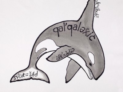 Meet the Bigg’s Killer Whale (Orcinus orca) - North Cascades Institute