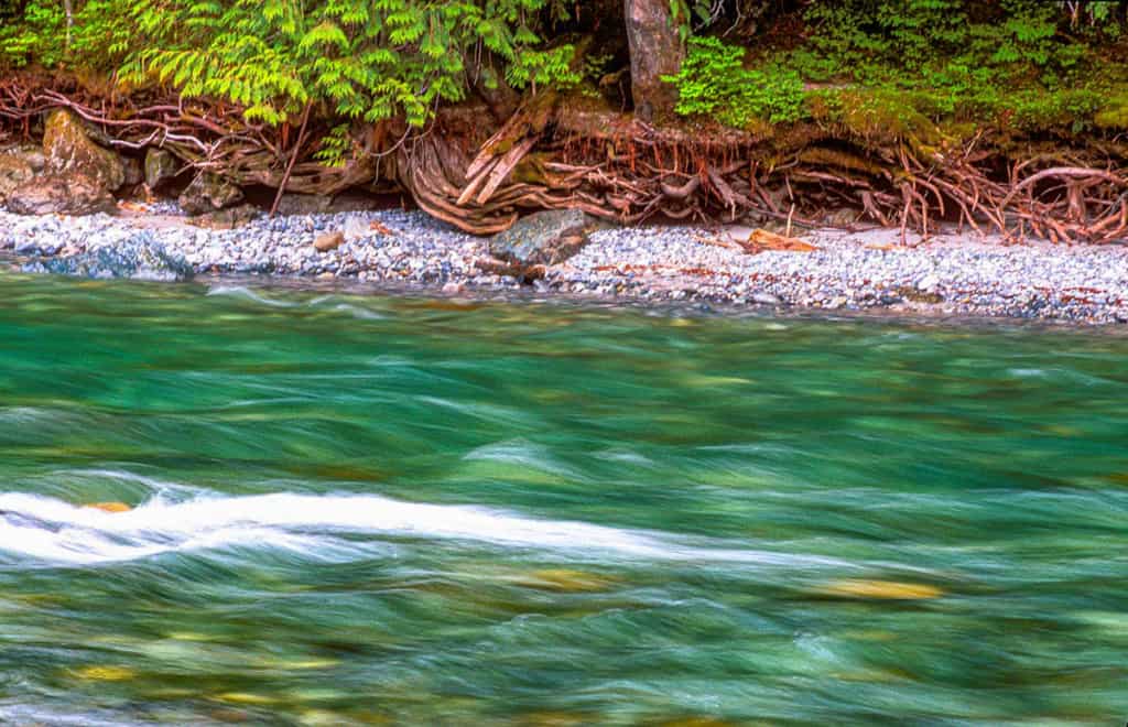 Winter Hikes: Baker River, An Immersion in Green - North Cascades Institute