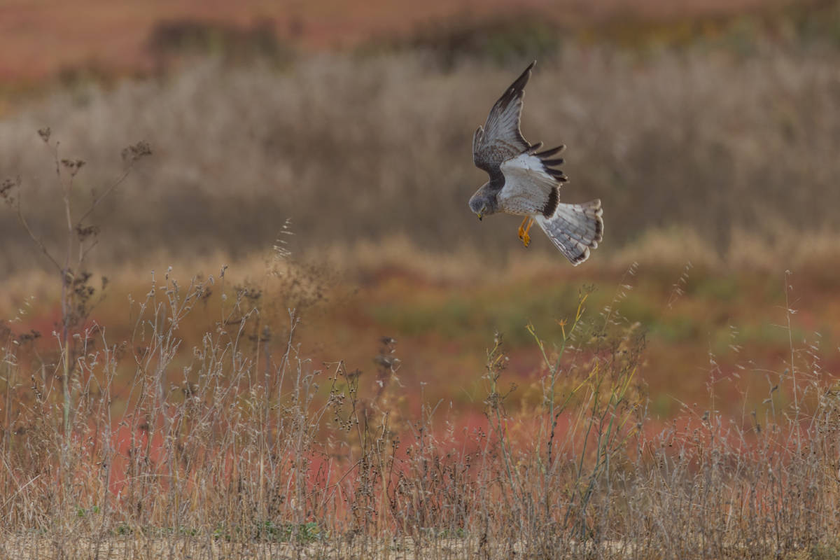 Discover Birds of the PNW with North Cascades Institute - North ...