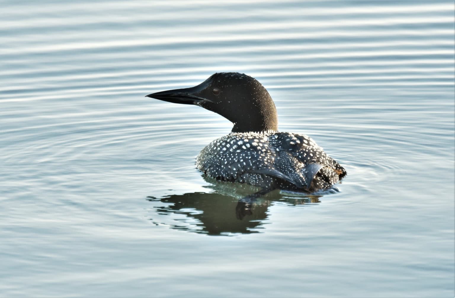 Birding the Salish Sea: Scoters, Loons & Harlequin Ducks, oh my ...