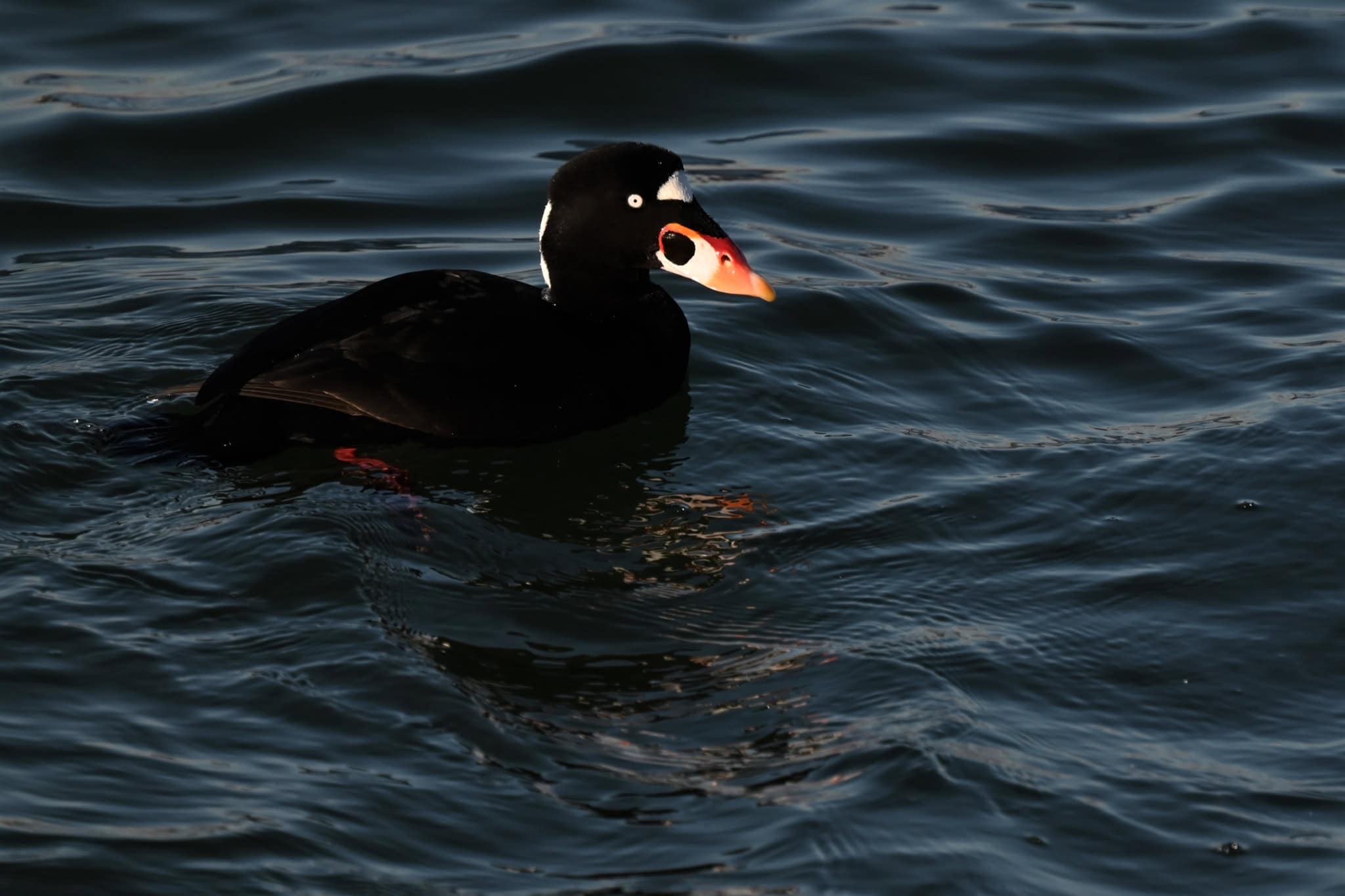 Birding the Salish Sea: Scoters, Loons & Harlequin Ducks, oh my ...