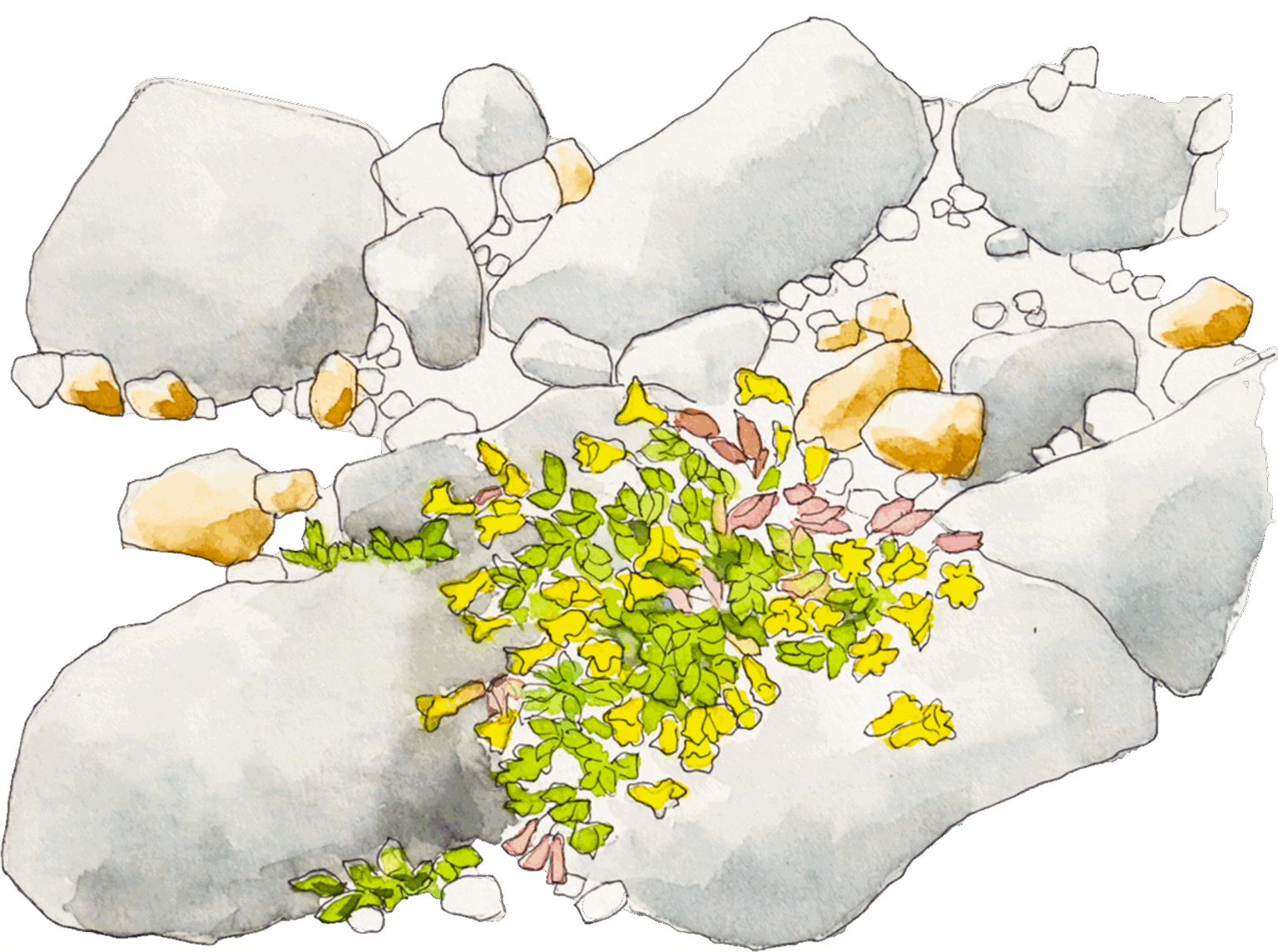 Wildflowers of the West: Alpine & Subalpine Zones - North Cascades ...